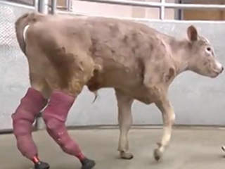 Frostbite cow gets prosthetic legs at Texas A&M - wptv.com