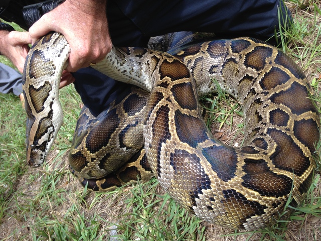 12-foot Burmese python caught in Port St. Lucie - wptv.com