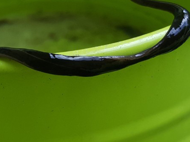 Invasive, dangerous New Guinea flatworms found in Florida - wptv.com