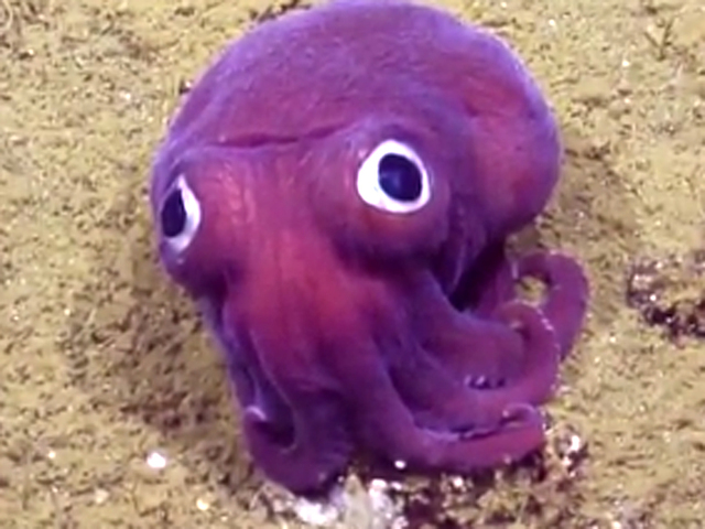 Googly-eyed squid is the cutest thing ever! - wptv.com