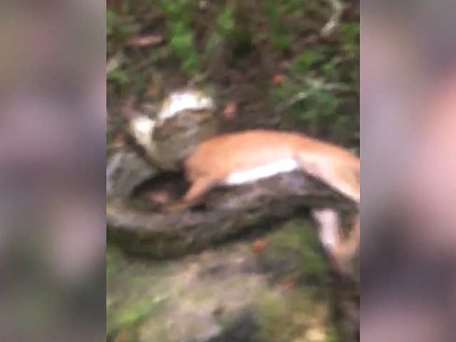 Miami hunter saves deer from python in Everglades - wptv.com