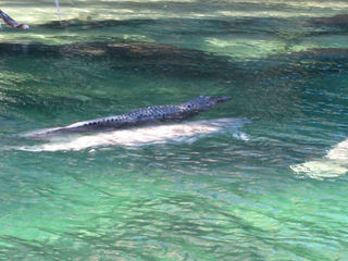 Alligator hitches a 'ride' on Florida manatee - wptv.com
