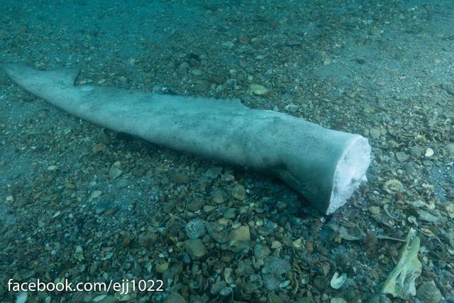 Dead sharks missing fins and jaws found at Phil Foster Park - wptv.com