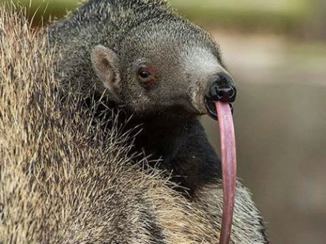 Bowie the giant anteater makes his debut at Zoo Miami - wptv.com