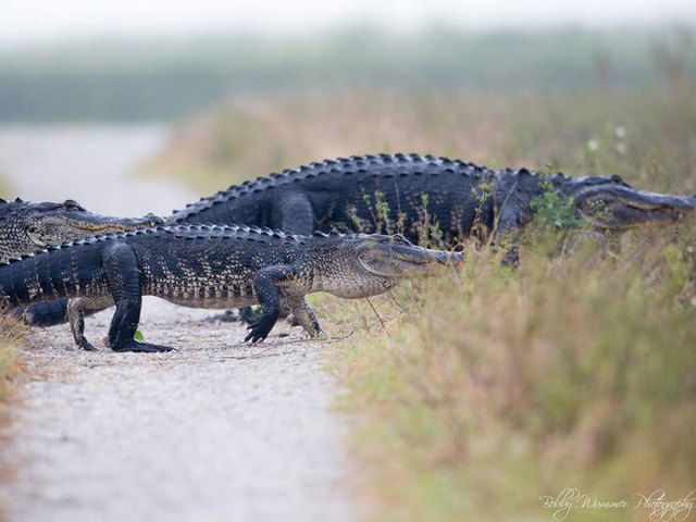 Wildlife photographer films 'never-ending' parade of gators in South ...