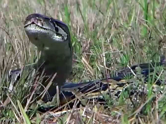 On the hunt for pythons in the Everglades - wptv.com