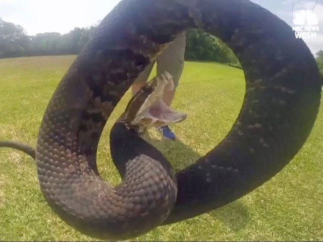 Florida family overrun by snakes - wptv.com