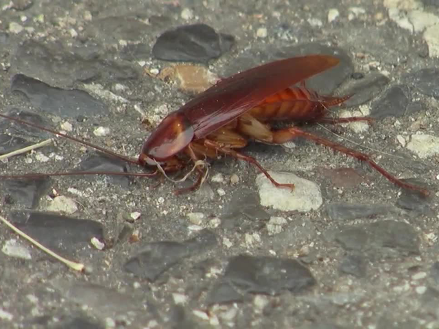 Thousands of cockroaches crawl out of a Philadelphia manhole cover ...