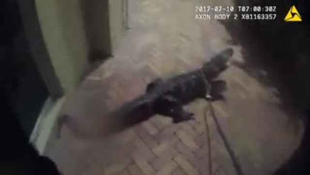 VIDEO: Boynton police officer captures alligator