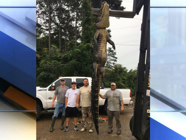 Gigantic alligator breaks record in Mississippi - wptv.com