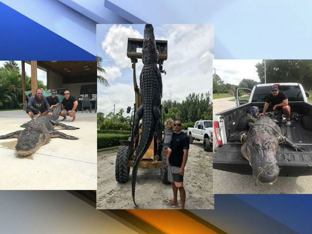 13-foot gator captured in Central Florida - wptv.com
