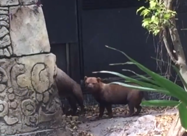 Palm Beach Zoo: Two bush dogs presumed dead