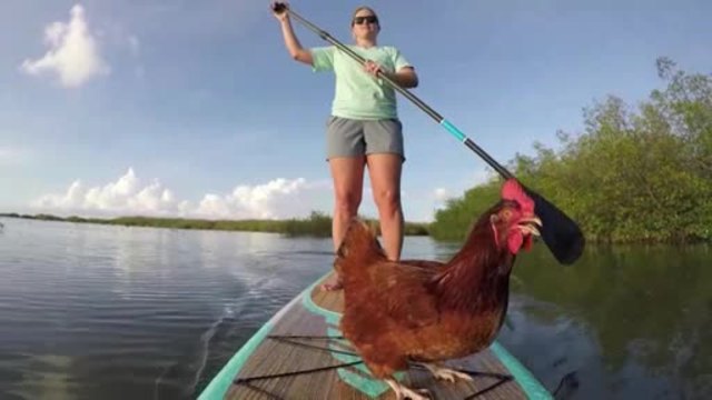 Florida Keys chicken loves to paddleboard