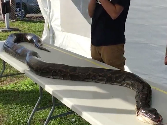 Record 17-foot python caught in Everglades - wptv.com