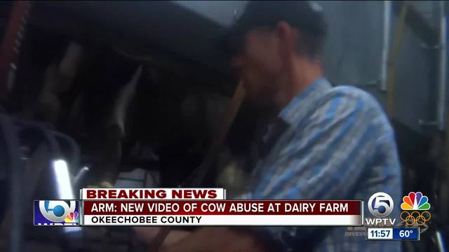 Group claims dairy farm owner knew of cow abuse