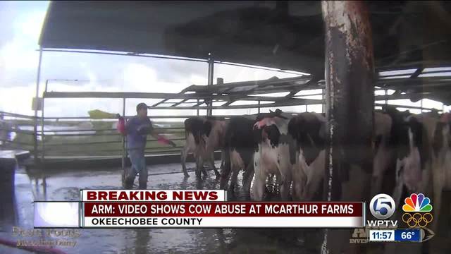 ARM: Video shows cow abuse at McArthur Farms