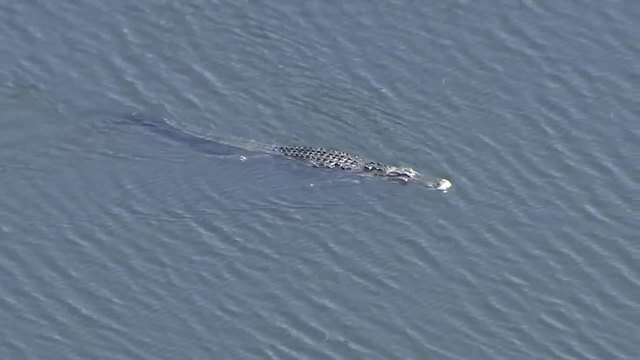 FWC recovers body of woman attacked by alligator