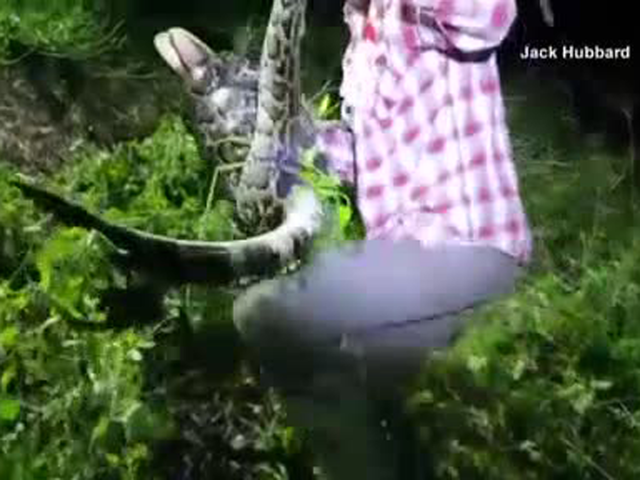 Everglades alligator rescued from a python - wptv.com
