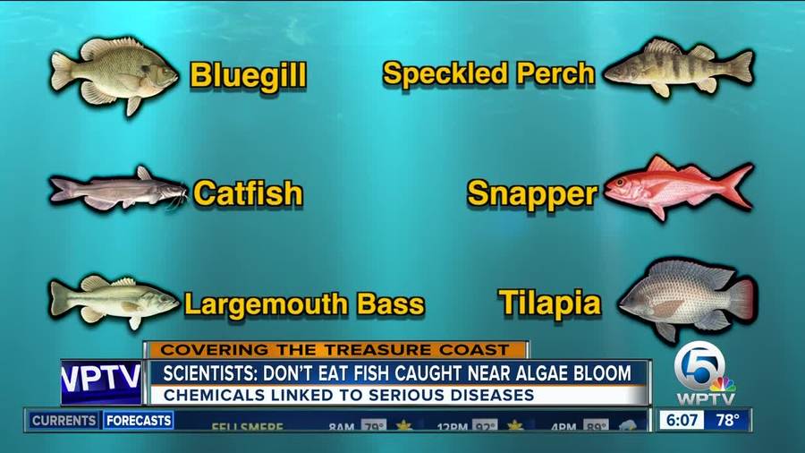 Scientists say don't eat fish caught near algae - wptv.com