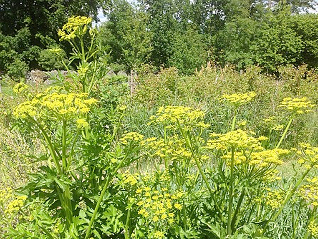 Poison parsnip causes severe burns, blisters on woman's legs - wptv.com