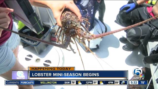 Lobster mini-season begins Wednesday