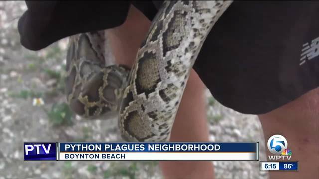 Community convinced large python is living there