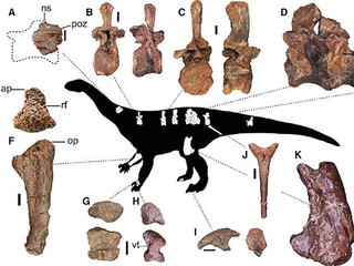 Ledumahadi mafube: New 26,000-pound dinosaur discovery was Earth's ...