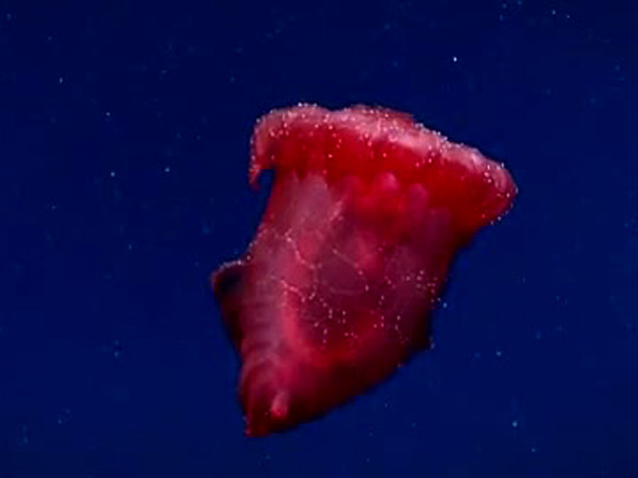 'Headless chicken monster' sea cucumber may help Antarctic conservation ...