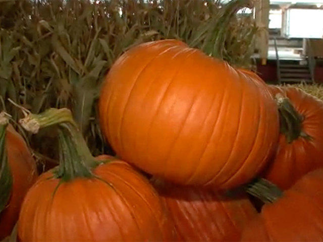 National Pumpkin Day deals and freebies - wptv.com